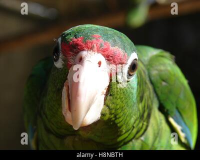 Puerto Rican Parrot (Amazona vittata), a Critically Endangered bird ...