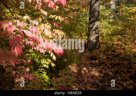 Autumn tree with big bright red leaves. Autumn seasonal background ...