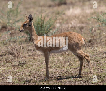 Female Oribi (Ourebia ourebi) in the grasslands of Murchison Falls ...