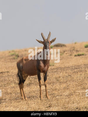 Kenya, Masai Mara. Topi stands up on a termite mound to watch over the ...
