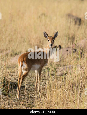 Female oribi in the northern Serengeti Stock Photo - Alamy