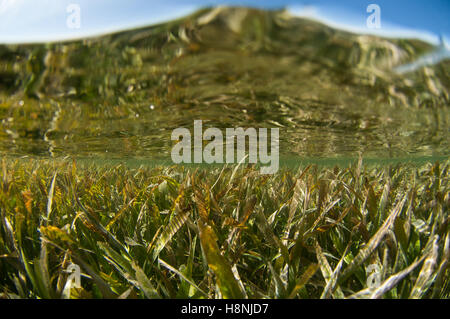 Underwater view of turtle grass near Punta Gorda Belize Stock Photo - Alamy