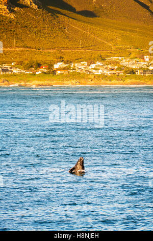 Hermanus, South Africa during whale watching season Stock Photo - Alamy