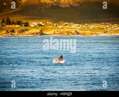 hermanus during the season of whale watching Stock Photo - Alamy