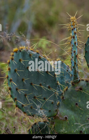 South Texas Prickly Pear Cactus Stock Photo - Alamy