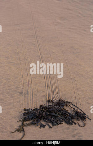 Seaweed moving in water Stock Photo - Alamy