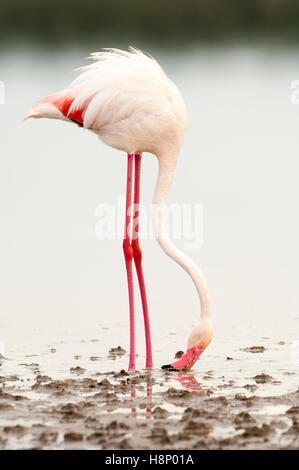 Single flamingo feeding at a lake in Bolivia Stock Photo - Alamy