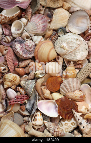 Limpet shells of different colours and sizes on pebble beach Stock ...