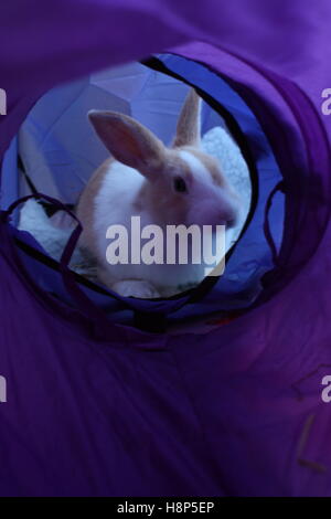 indoor rabbit stood up in front of pop out blue tunnel Stock Photo - Alamy