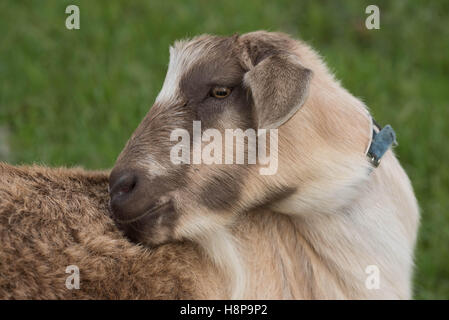 Goat looking back Stock Photo - Alamy