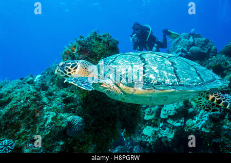 Hawksbill turtle, Cozumel, Quintana Roo, Mexico Stock Photo - Alamy