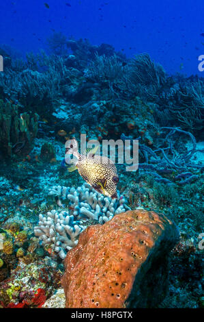 Cozumel Boxfish and Cowfish Stock Photo - Alamy