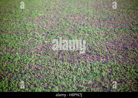 Scottish grass gravel background grasses and weeds Stock Photo - Alamy