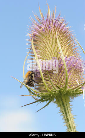 Thoracobombus bumble bee Stock Photo - Alamy