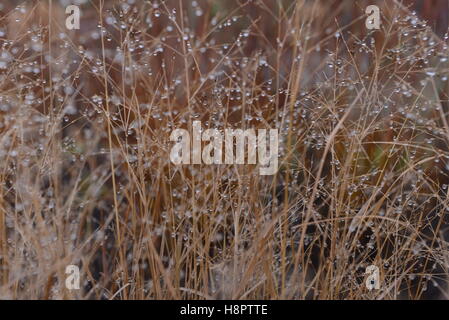 Morning Dew on Plants Stock Photo - Alamy