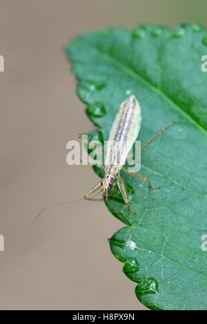 Marsh damsel bug (Nabis limbatus) Strumpshaw Fen, Norfolk, UK ...