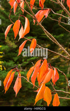 A Japanese flowering cherry tree 'Kanzan' in full bloom at Duwamish ...