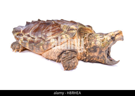 Alligator snapping turtle with wide open mouth and pointy beak, algae ...