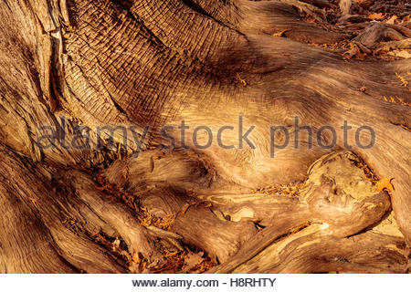 Cedar Tree Roots Stock Photo: 16000882 - Alamy