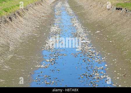 riverbed irrigation empty Stock Photo - Alamy
