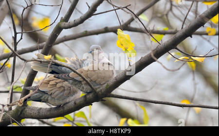 A Tree swallow sitting on the tree branch on a sunny day - Tachycineta ...
