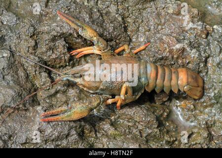 Turkish crayfish - Narrow-clawed crayfish - Galician crayfish Stock ...