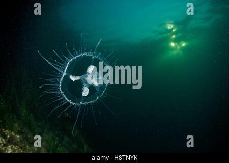 Freshwater Jellyfish, Craspedacusta sowerbii, Lake Lugano Stock Photo ...