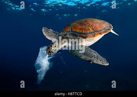 plastic ocean turtle are eating plastic bags under the blue sea ...