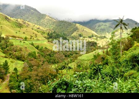 Towering wax palms, the Colombian national tree. Cocora Valley, Quindio ...