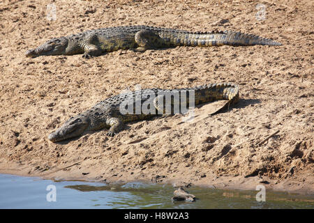 Nile crocodiles (Crocodylus niloticus) bask on a mud bank on the edge ...