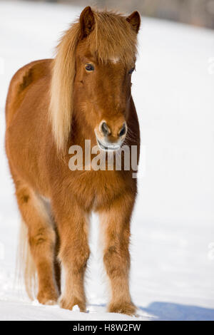 a brown horse standing in the snow Stock Photo - Alamy