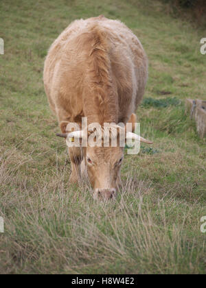 Cow in a Lincolnshire field Stock Photo - Alamy