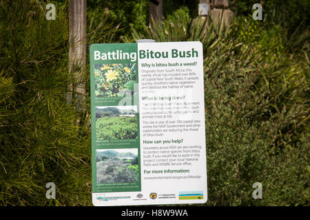 Battling Bitou bush Sign, a weedy shrub from South Africa which has ...