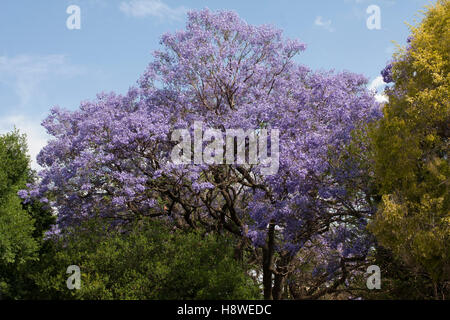 Jacaranda trees in blossom Johannesburg Stock Photo: 310927171 - Alamy