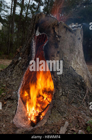 Hollow pine tree stump with a fire in the middle Stock Photo - Alamy