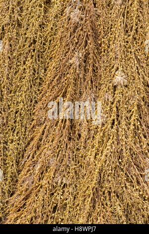 Japanese wireweed. Bretagne, Côtes-d'Armor, Pleubian. France ...