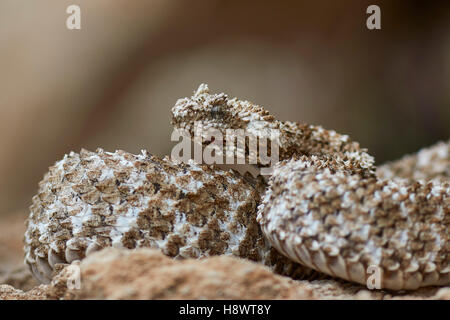 The spider-tailed horned viper (Pseudocerastes urarachnoides) is a ...