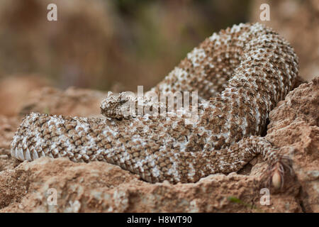 The spider-tailed horned viper (Pseudocerastes urarachnoides) is a ...