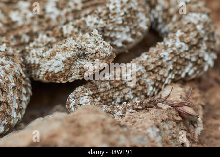 Portrait of Spider-tailed horned viper (Pseudocerastes urarachnoides ...
