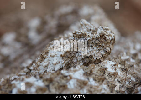 Spider-tailed horned viper (Pseudocerastes urarachnoides) on rock ...