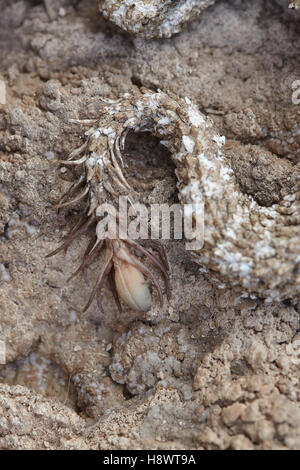 Spider-tailed horned viper (Pseudocerastes urarachnoides) on rock ...