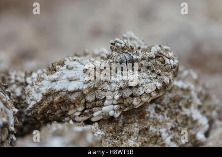 Spider-tailed horned viper (Pseudocerastes urarachnoides) on rock ...
