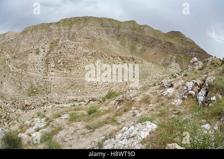 The spider-tailed horned viper (Pseudocerastes urarachnoides) is a ...