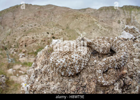 The spider-tailed horned viper (Pseudocerastes urarachnoides) is a ...