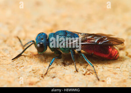 Ruby-tailed wasp (Chrysis sp.). Cuckoo wasp in family Chrysididae Stock ...