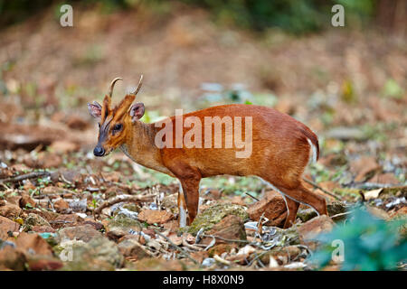 Indian Muntjac (Muntiacus muntjak) adult female, walking across track ...