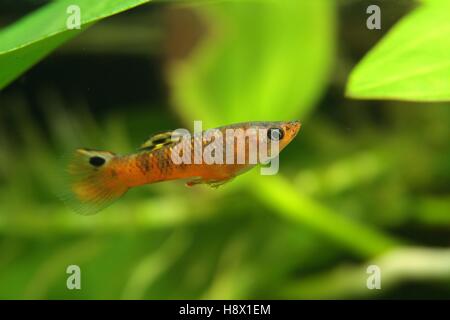 (Poecilia picta) male in aquarium. red variety Stock Photo - Alamy