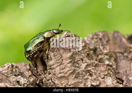 Noble chafer (Gnorimus nobilis). Allindelille Fredskov, Denmark in June ...