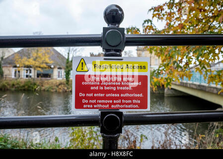 Japanese knotweed warning sign placed on an area of river bank in ...