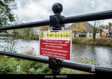 Japanese knotweed warning sign placed on an area of river bank in ...